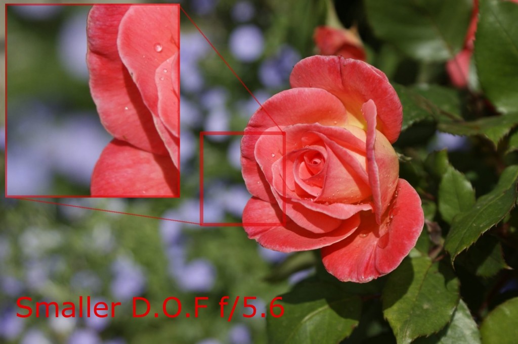 Depth of Field & Aperture Explained | Scott Photographics | Free ...